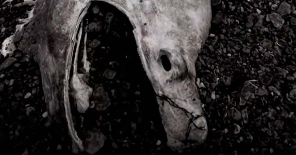 Mystery of the Stronsay Beast, Scotland’s Other Monster (Video ...