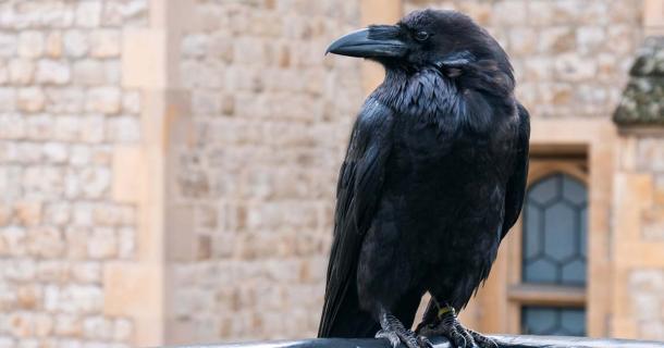 Ravens Have Protected the Tower of London for Hundreds of Years ...