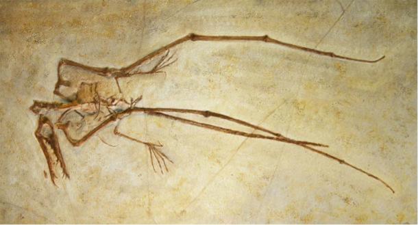 Giant Prehistoric Flying Reptile Took Off Like a Bat | Ancient Origins