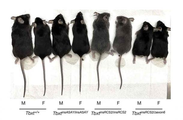 25-Million-Year-Old DNA Explains Why Humans and Apes Don’t Have Tails ...