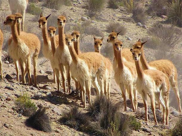 Centuries old Vicuna Shearing Tradition Lives on in the Peruvian Andes ...