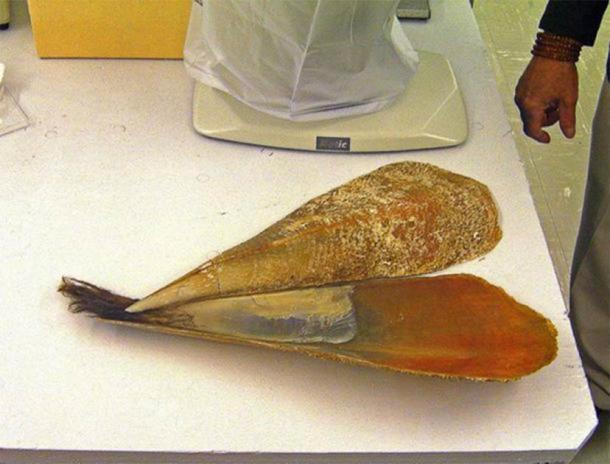 Byssus, Secrets of a Shining Sea Silk Loved by Ancient Cultures ...