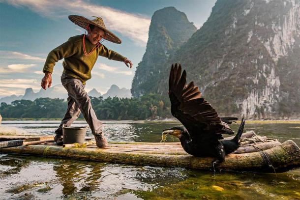 Man and Bird Join Forces: The Unique Tradition of Cormorant Fishing ...