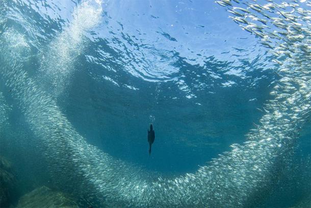 Man and Bird Join Forces: The Unique Tradition of Cormorant Fishing ...
