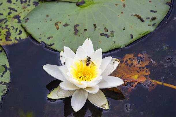 Etruscans Transported Bees by Boat to Reach the Best Flowers! | Ancient ...