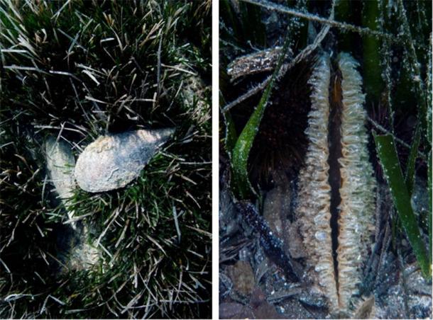Byssus, Secrets of a Shining Sea Silk Loved by Ancient Cultures ...