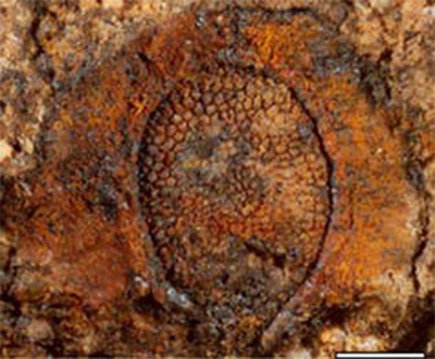 Humans Coexisted with Giant Lizards and Mega Marsupials in Australia ...