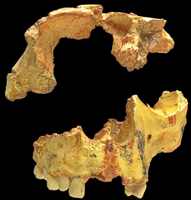 Million-Year-Old Cannibals Took Advantage of the Easy Calories ...