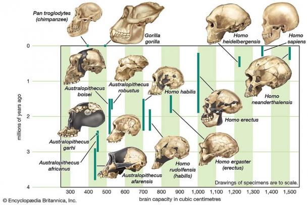 Study Dispels Human Meat Diet Hypothesis, Changing Evolutionary Story ...
