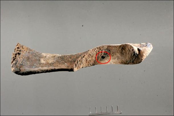 The smoking gun 'proving ancient man killed woolly mammoth 45,000 years ...