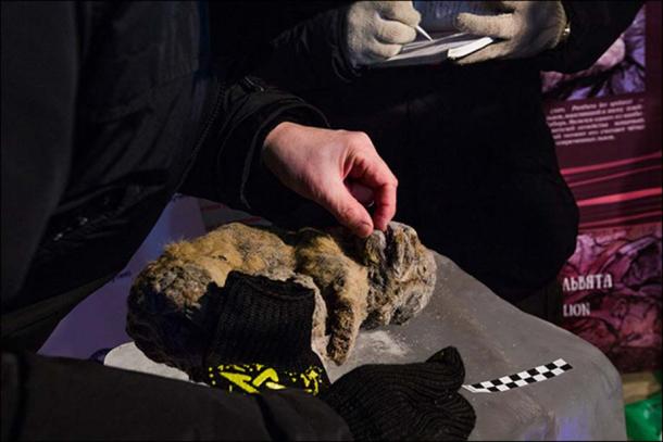 Extinct Cave Lion Cub in ‘Perfect’ Condition Found in Siberia Raising ...