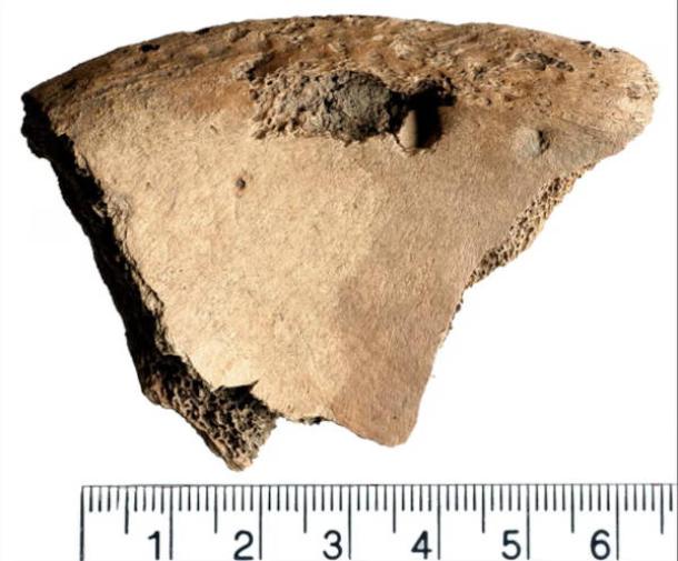Bite Marks on Ancient Skeleton Prove Roman Gladiators Really Did Fight ...