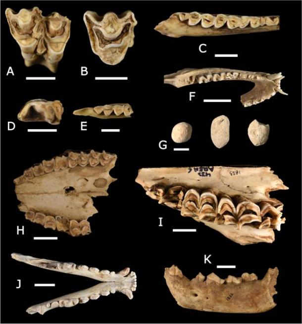 Hyena Cave in Saudi Arabia Yields Huge Pile of Animal and Human Bones ...