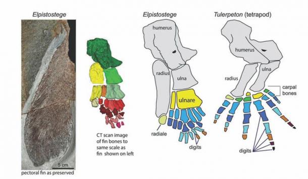 This Ancient Four-Limbed Fish Reveals the Origins of the Human Hand ...