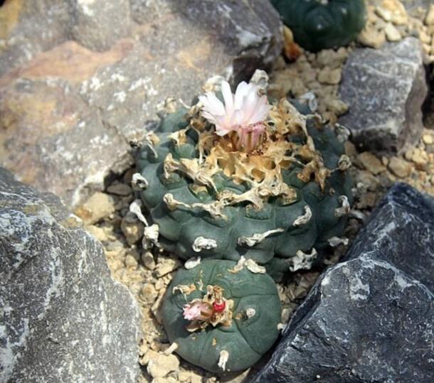 Shamanism in Ancient Mesoamerica: A Journey to the World of the Gods ...