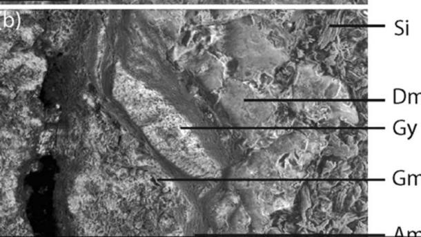 First-Ever Fossilized Dinosaur Brain Tissue Discovered in Sussex ...