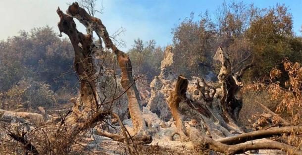 Tragic Loss: 2,500-Year-Old Olive Tree Burned to Ashes in Greek Fires ...