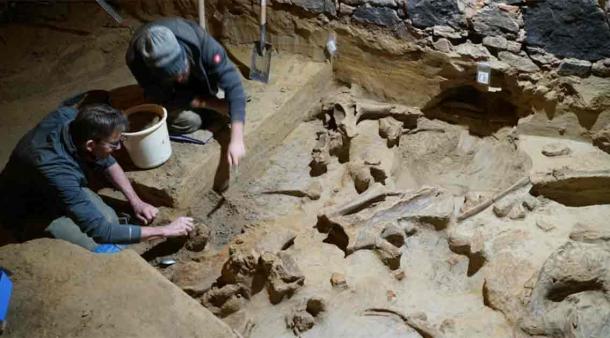 Mammoth Bones from 40,000-Years-Ago Uncovered in Austrian Wine Cellar ...