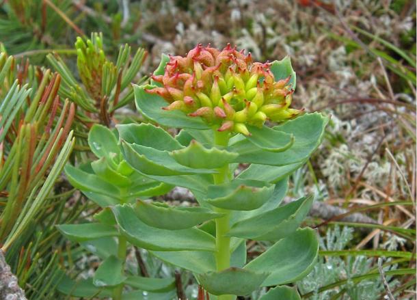 Roseroot, an ancient remedy for fatigue and disease, gets new respect ...