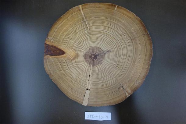 New Science Reveals Secrets to Pueblo Bonito’s Enigmatic Tree | Ancient ...