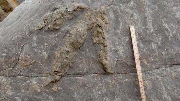 Dinosaur Footprints of Unimaginable Age Found Romping Along England’s ...