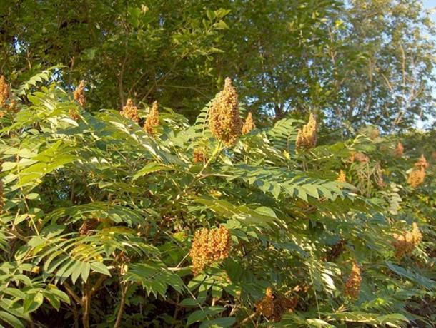 Oldest Evidence of Tobacco Use Found at Ice Age Camp in Utah | Ancient ...