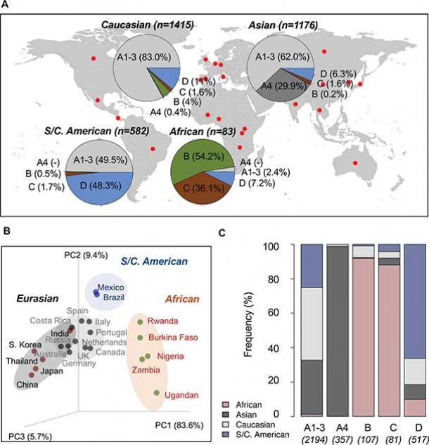 Neanderthals Passed Human Papillomavirus to Homo Sapiens in Eurasia ...