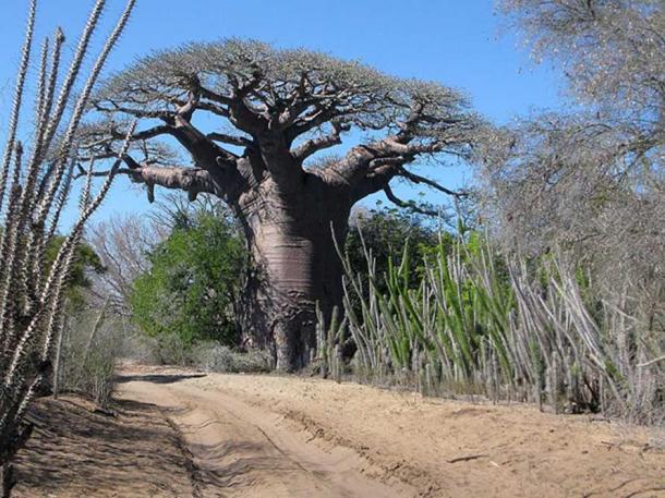 Fancy Sipping a Pint in a 1700-Year-Old Tree? You Can at The Baobab ...