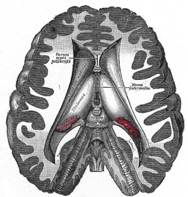 Ancient Secrets Come into Sight: The Pineal Gland, Pine Cone Symbolism ...