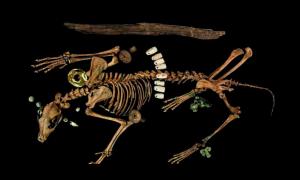 Post-Conquest Aztec Altar With A Burned Human Unearthed In Mexico City ...