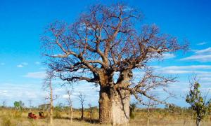 Tree-Hugging is Rooted in the Tragic Tale of the Khejarli Massacre ...