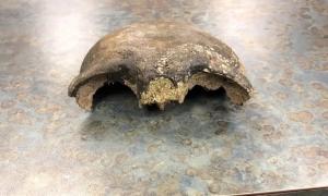 5,000-Year-Old Human Remains with Smashed Skulls Discovered in Ireland ...