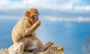 2000-Year-Old Monolith Reveals Hidden Symbols in Amazon | Ancient Origins