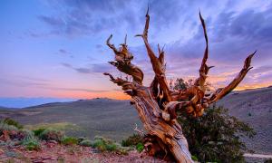New dating of Homo erectus skull reclassifies Lantian Man as oldest ...
