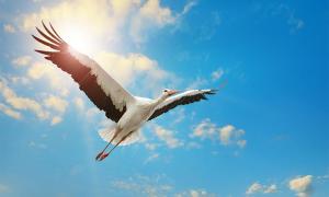 The Bringer of Souls: The Stork Myth In Ancient Pan-European Beliefs ...