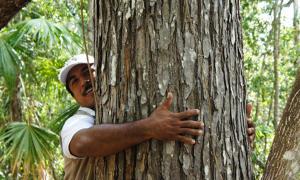 Tree-Hugging is Rooted in the Tragic Tale of the Khejarli Massacre ...