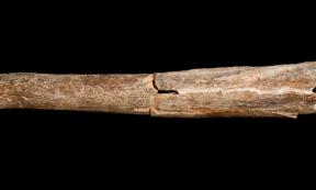 'Cthulhu' Fossil Reconstruction Reveals Monstrous Relative of Modern ...