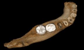 Denisovan | Ancient Origins