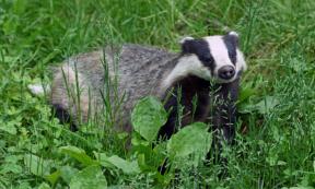 badger | Ancient Origins