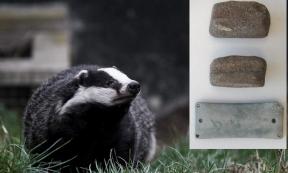 badger | Ancient Origins