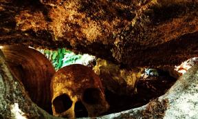 Atypical Nourishment – Hematophagy, Cannibalism and Necrophagy ...