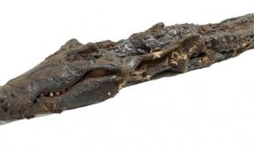 Man Discovered Mummified After 16 Days: Bulgarian Scientists Perplexed ...