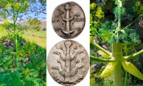 silphion | Ancient Origins