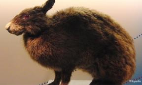 Ancient relics unearthed by rabbits leads to discovery of treasure ...