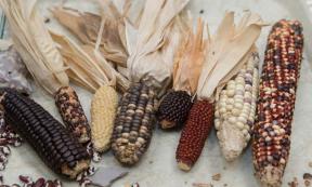 corn | Ancient Origins