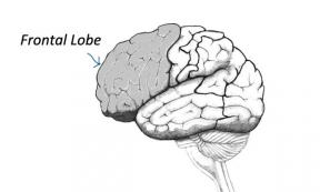 Lobe | Ancient Origins