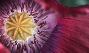 opium | Ancient Origins