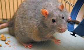 rats | Ancient Origins