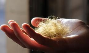 Byssus, Secrets of a Shining Sea Silk Loved by Ancient Cultures ...