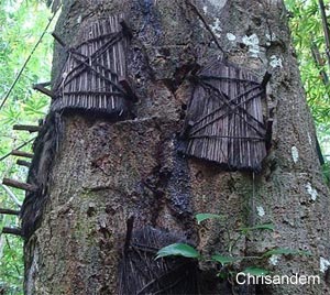 The Toraja people and the most complex funeral rituals in the world ...